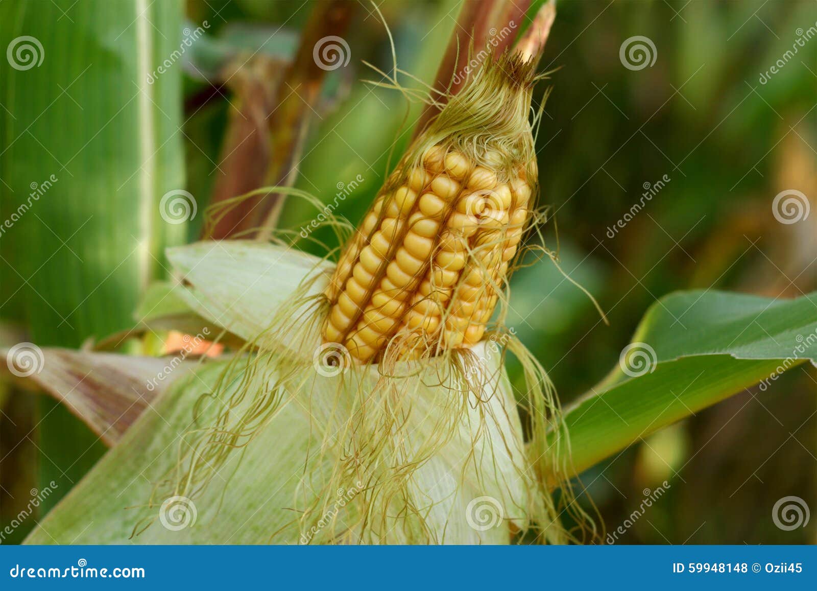 Ripe corn stock photo. Image of food, grow, outdoors - 59948148
