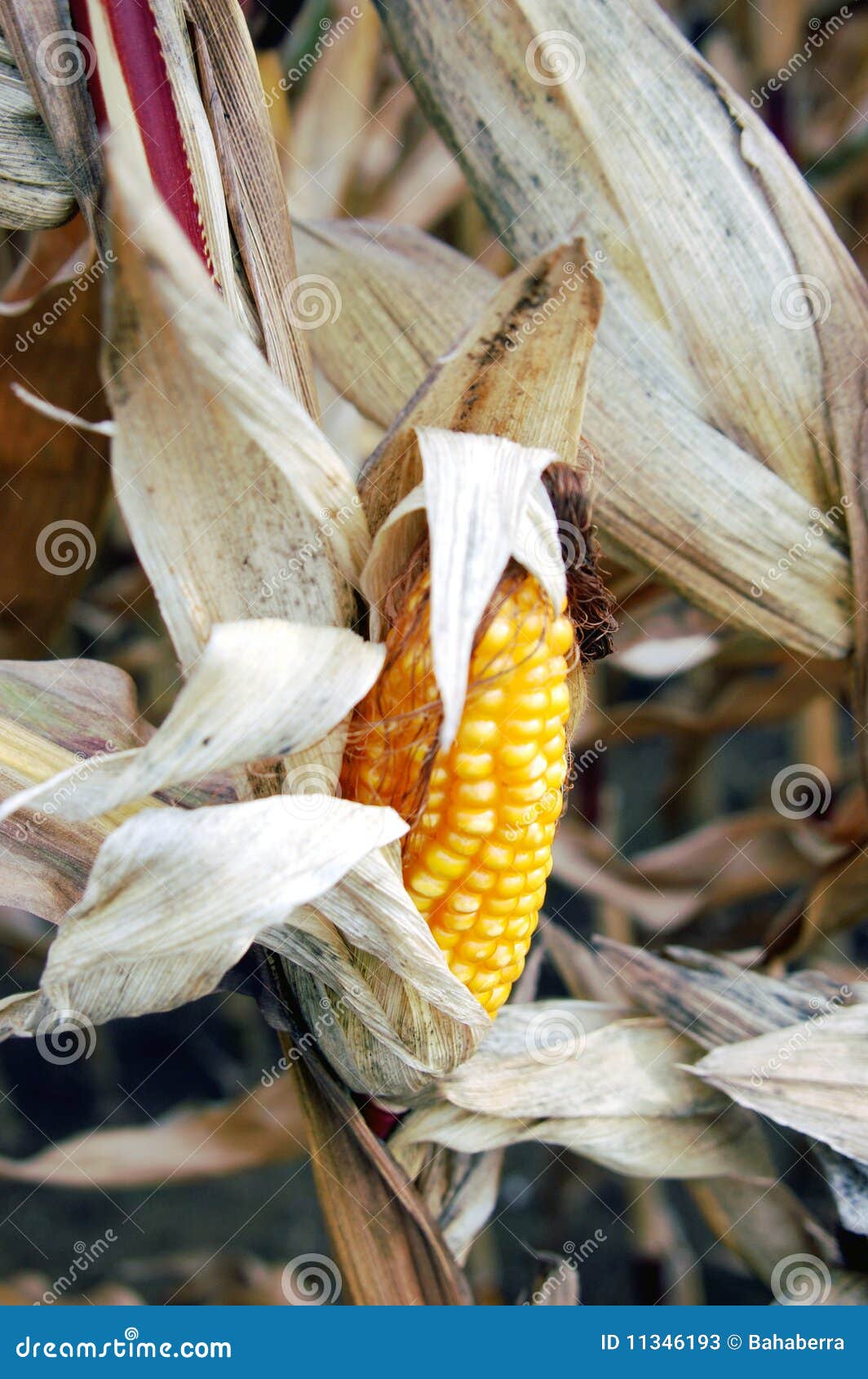 Ripe corn-cob stock image. Image of field, popcorn, fields - 11346193