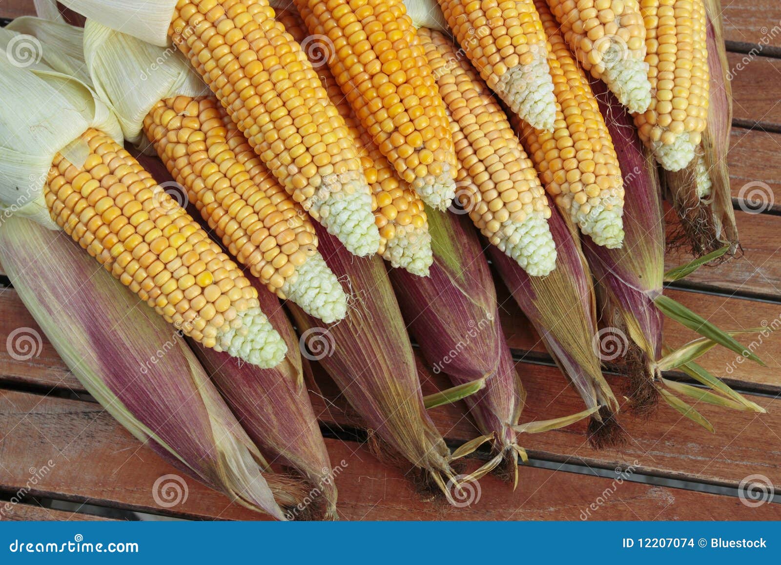 Ripe corn cob closeup stock photo. Image of vegetable - 12207074