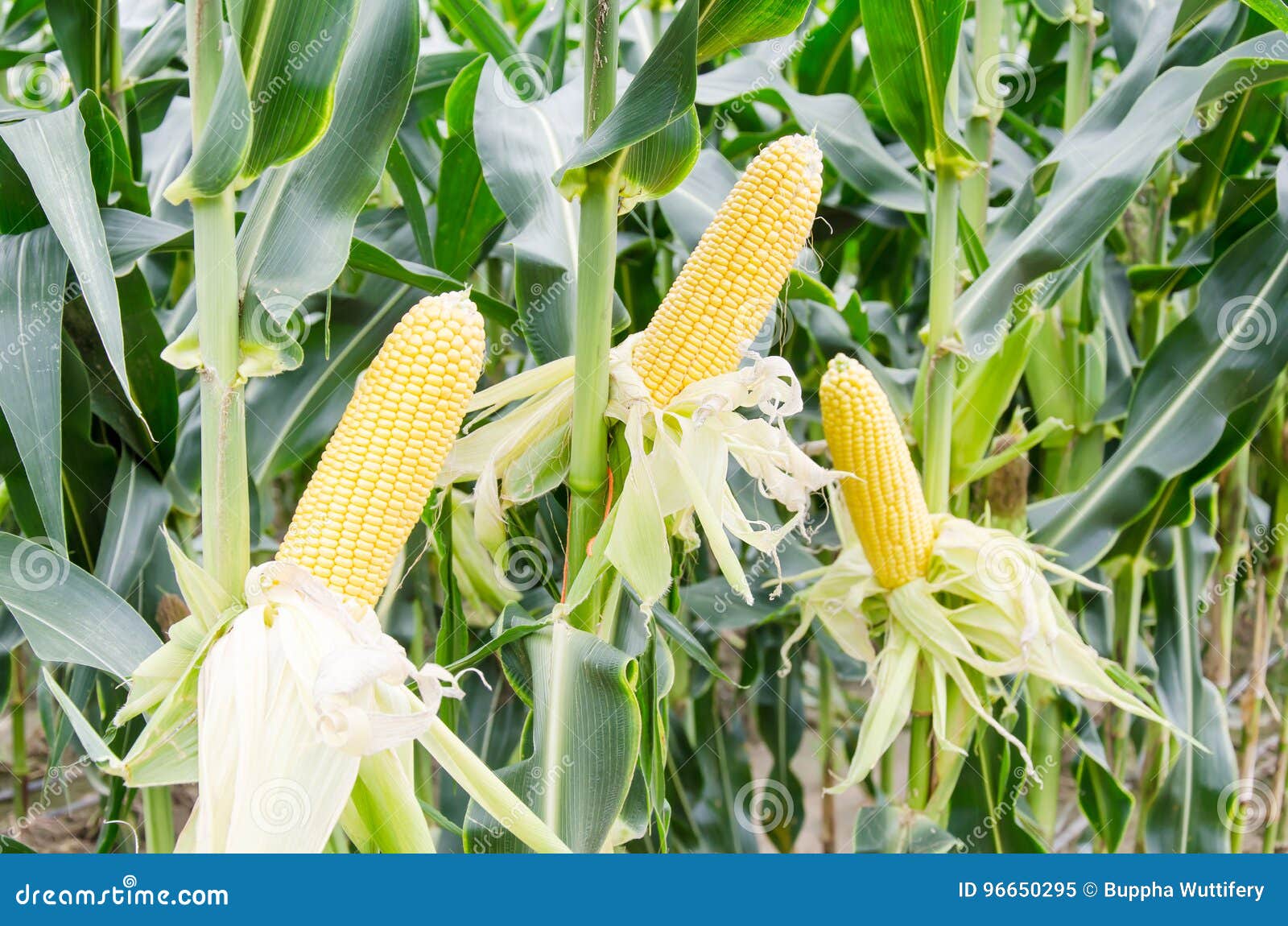 Ripe Corn Cob in Corn Field Stock Image - Image of rural, sweetcorn ...