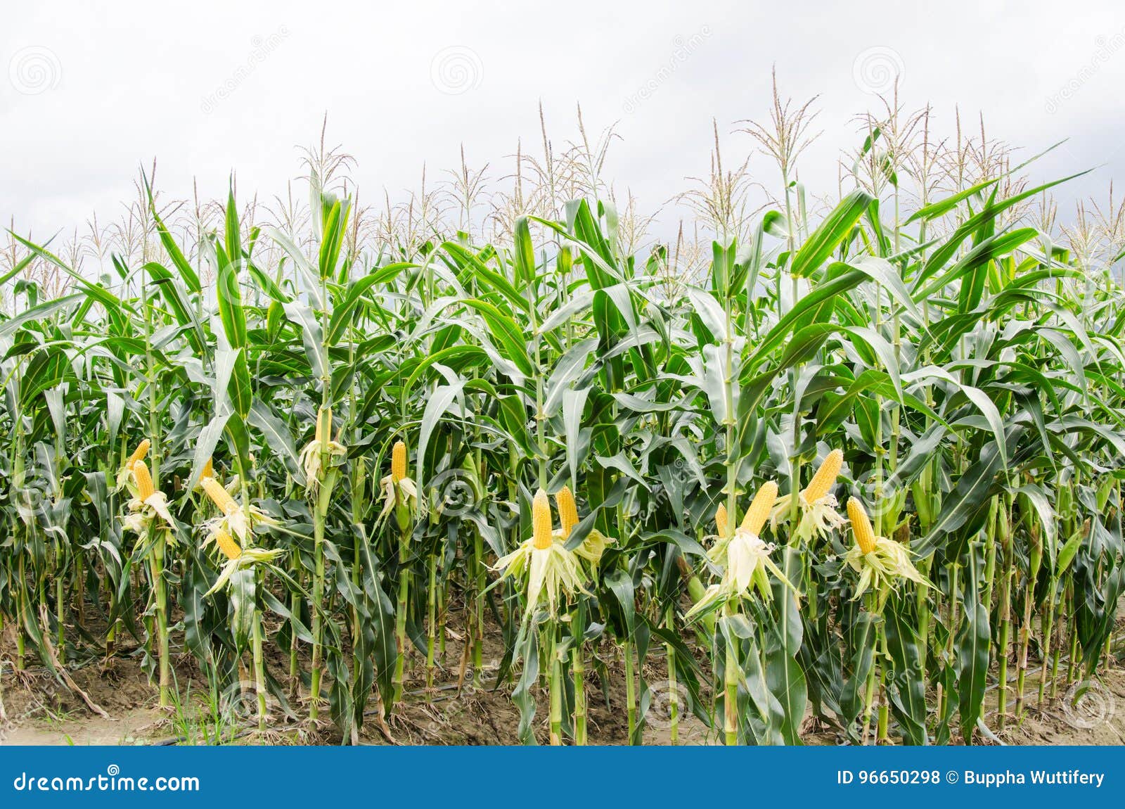 Ripe Corn Cob in Corn Field Stock Photo - Image of organic, crop: 96650298