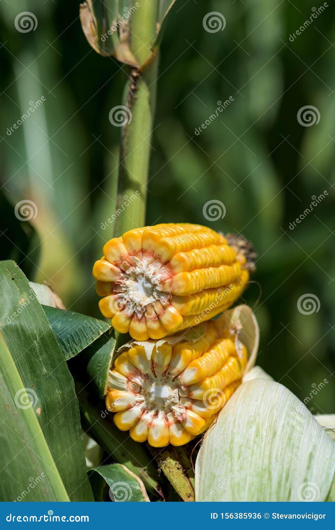 Ripe Corn Cob Cross Section Stock Photo - Image of growing, industry ...