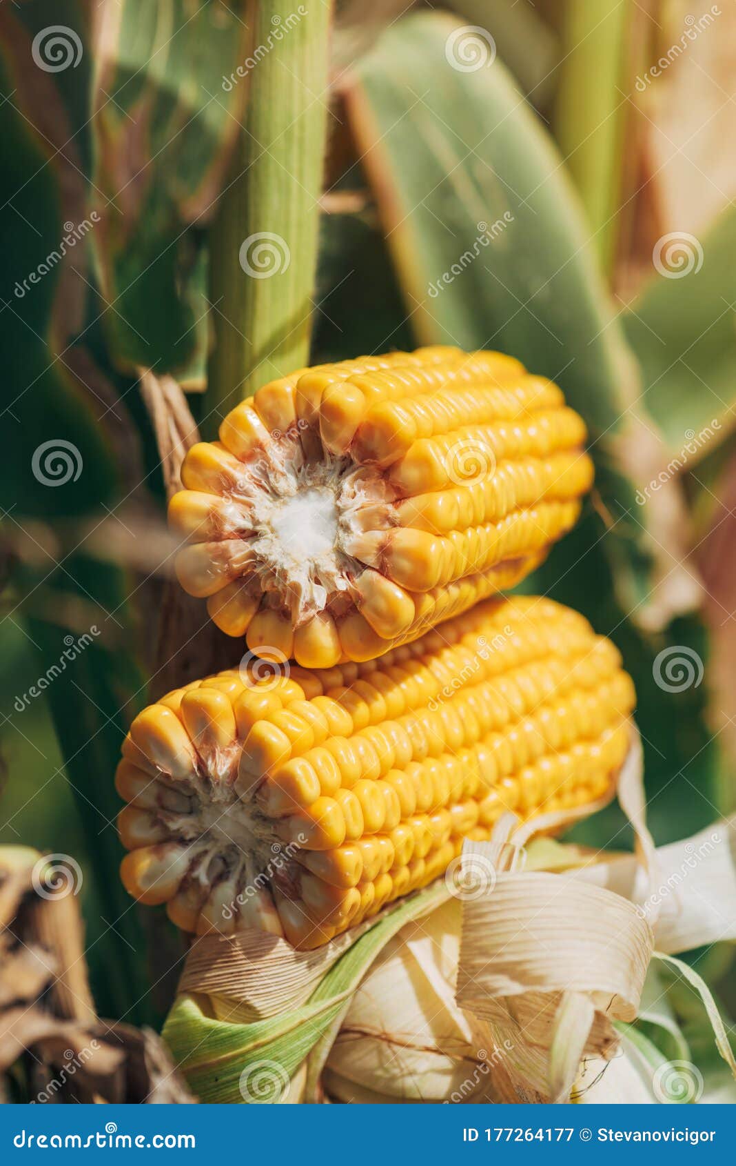 Corn Ear With Cross Section That Show Purple Cob On A Human Hand. Stock ...