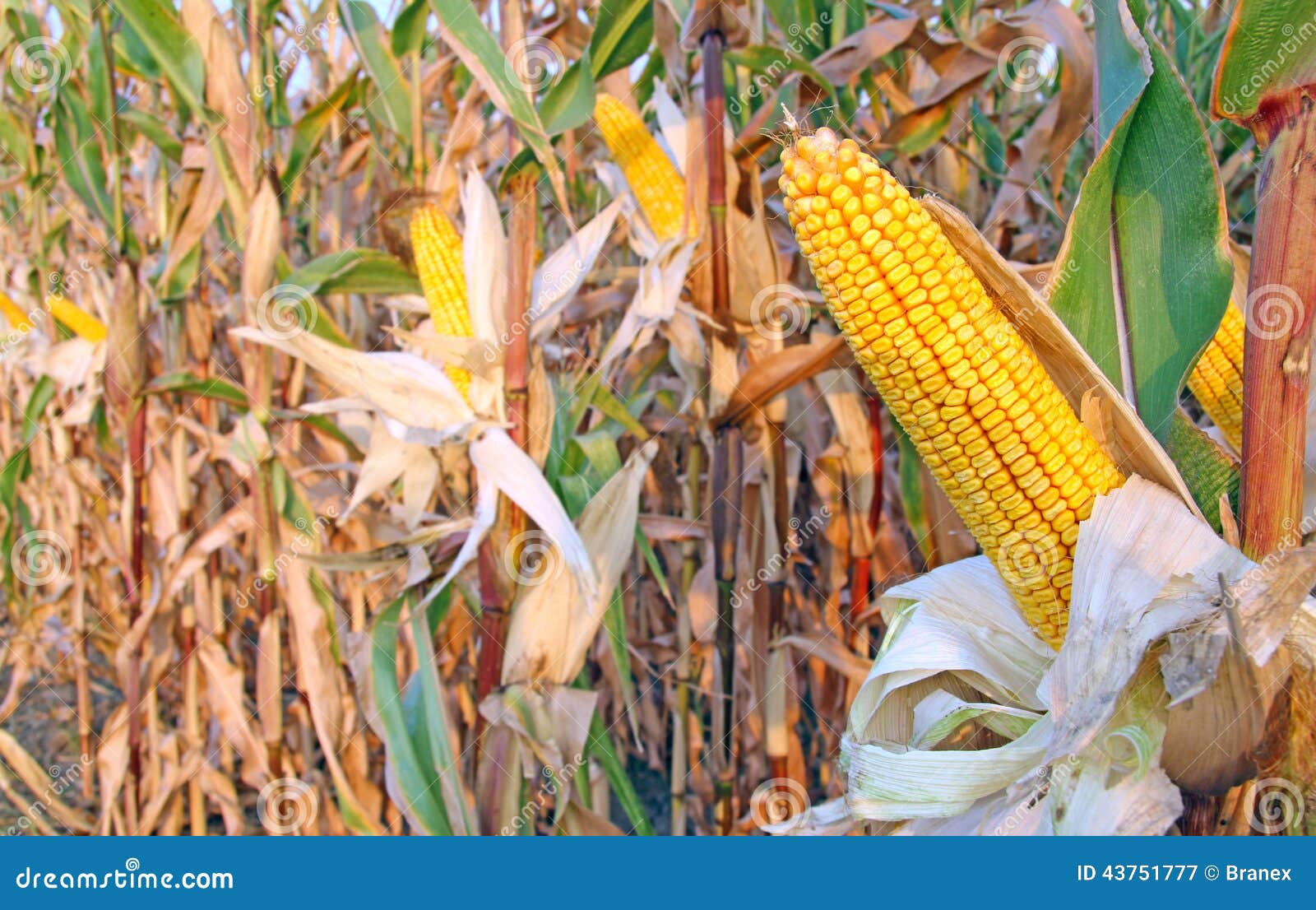 Ripe Corn, A Corn Cob In A Cultivated Agricultural Corn Field Ready For ... Ripe Corn, A Corn Cob In A Cultivated Agricultural Corn Field Ready For ...