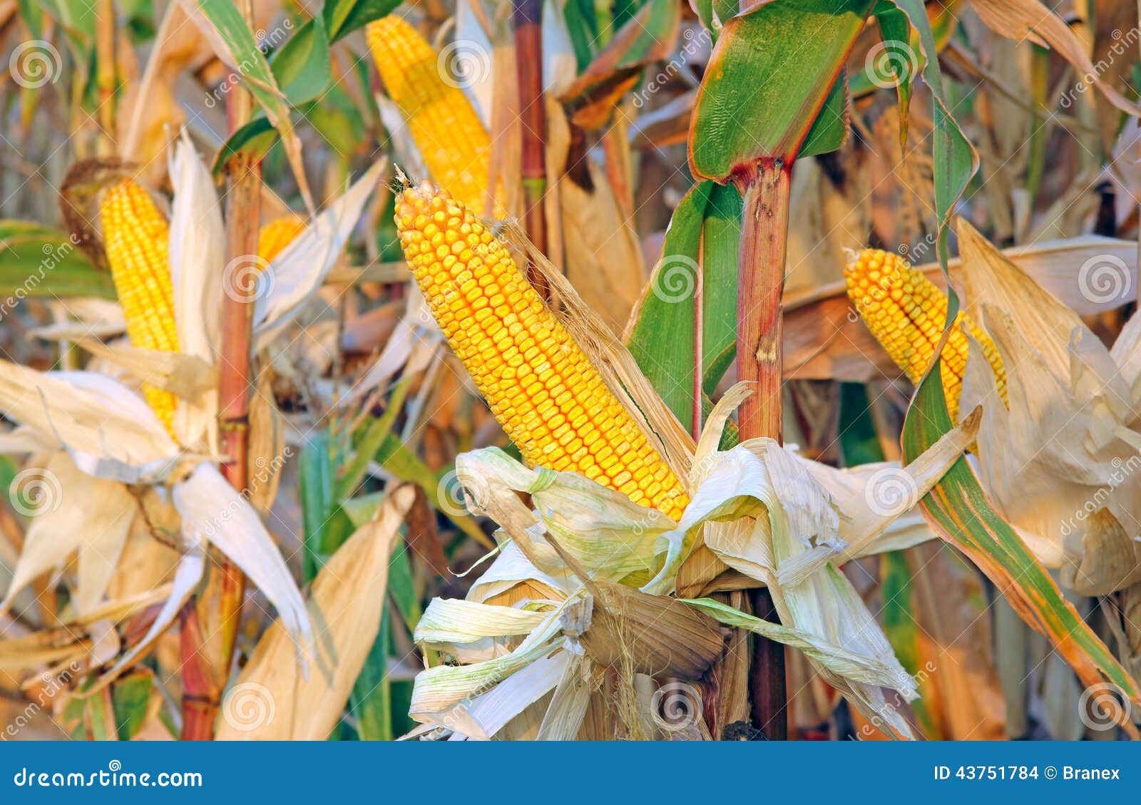 Ripe Corn On Stalks For Harvest In Agricultural Cultivated Field In The ...