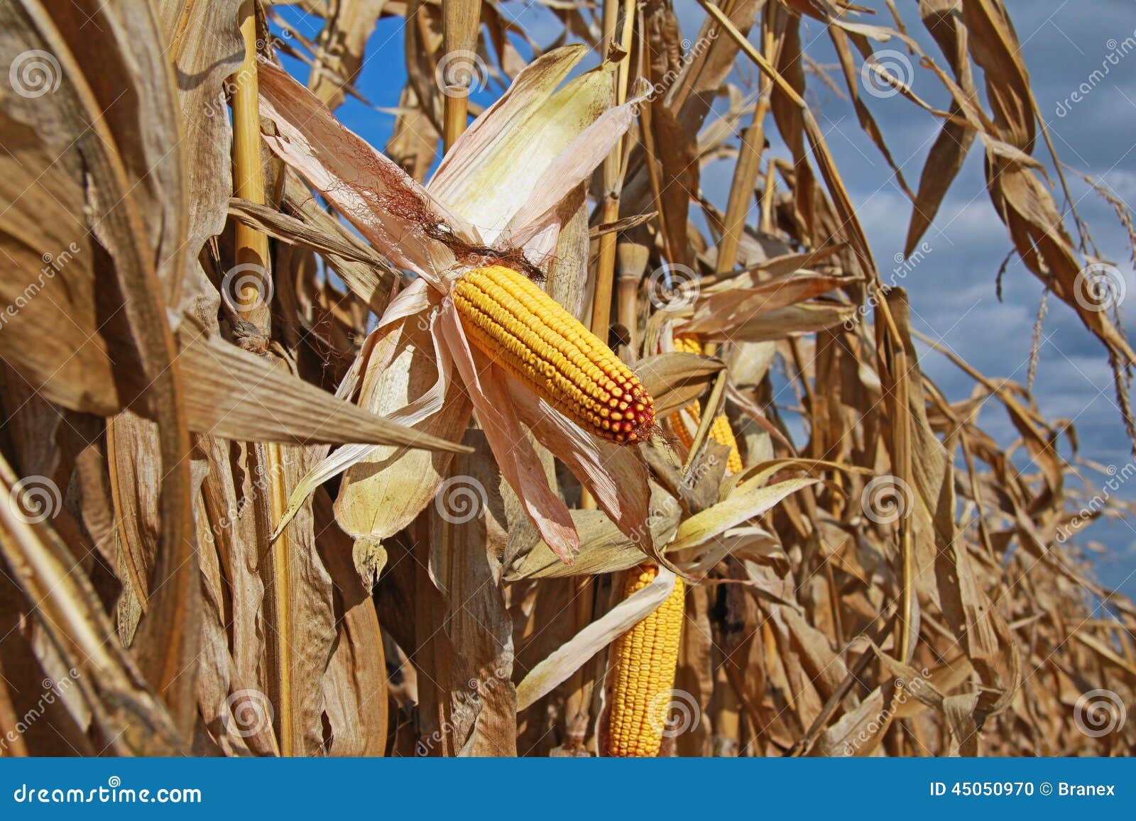 Ripe corn stock photo. Image of growing, fresh, corn - 45050970