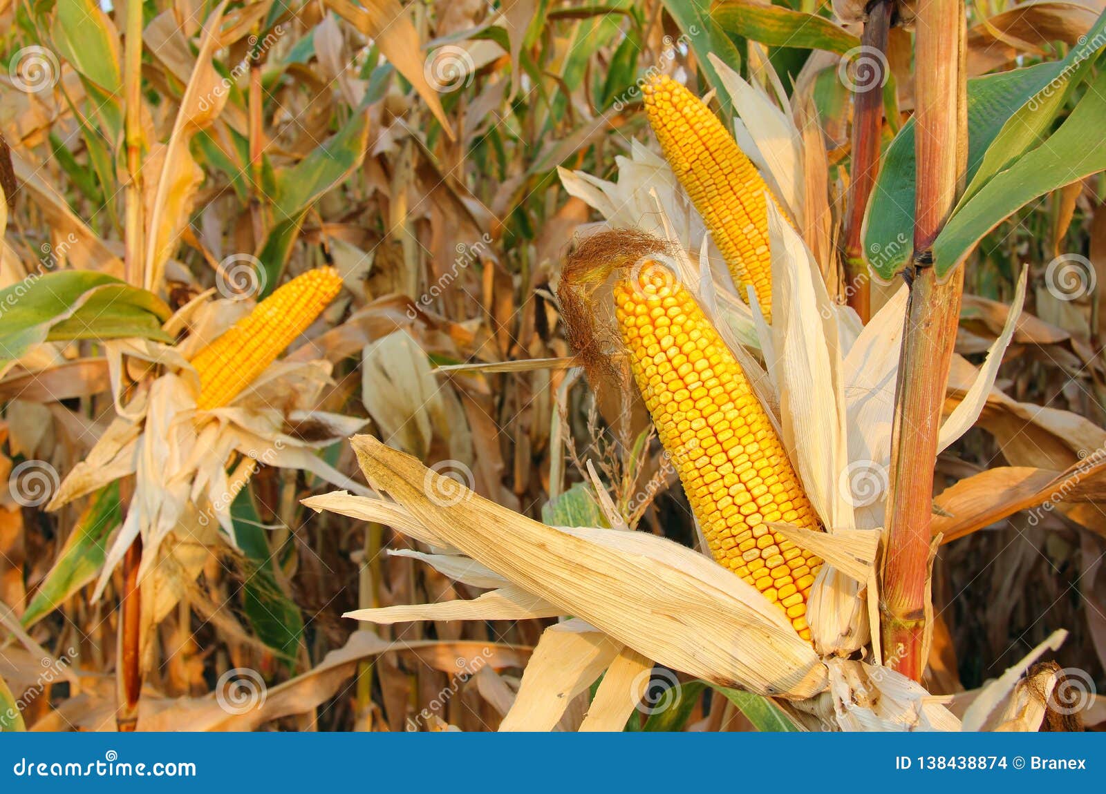 Ripe corn cob stock photo. Image of agronomy, garden - 138438874