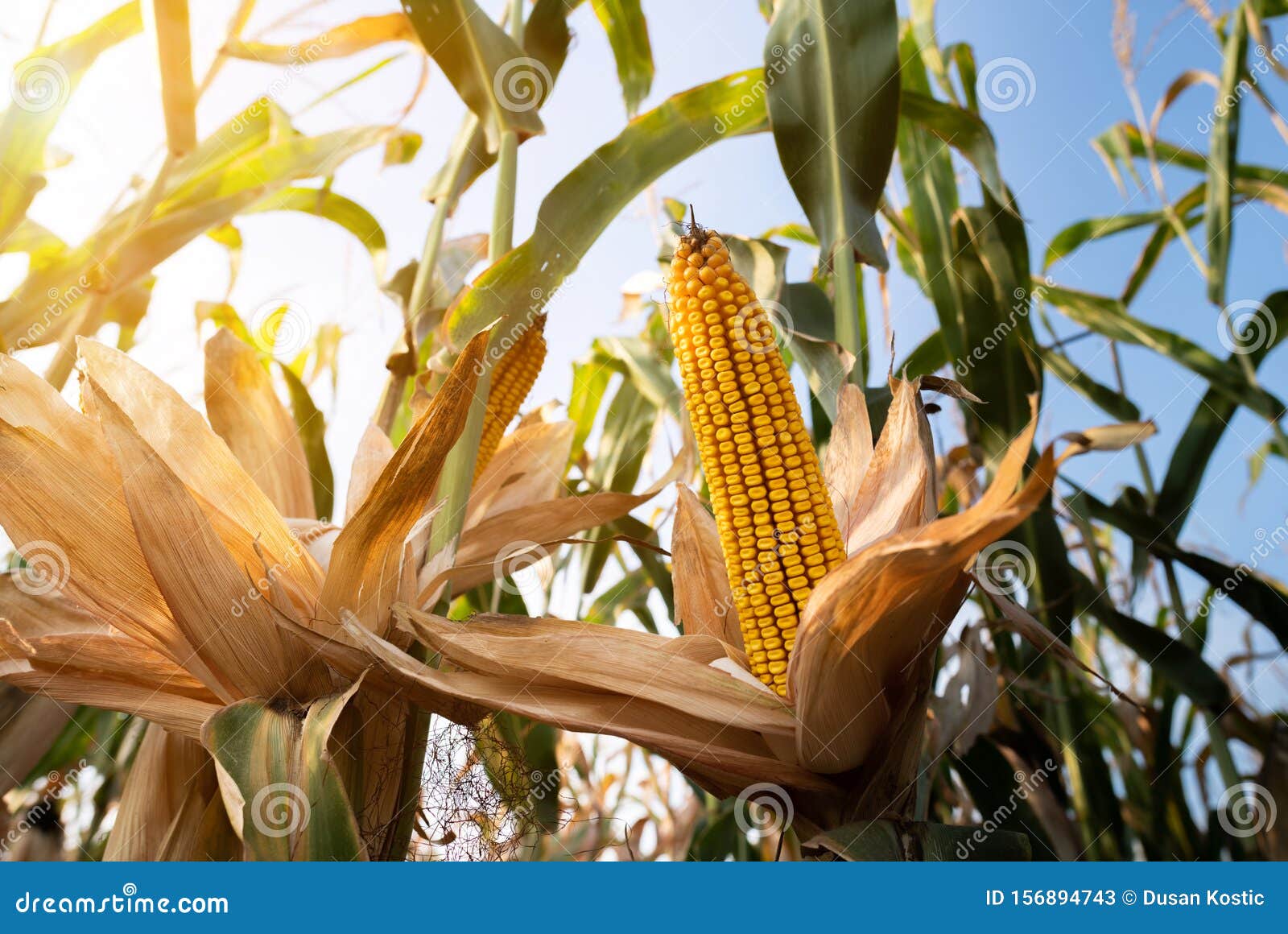 Ripe Corn, A Corn Cob In A Cultivated Agricultural Corn Field Ready For ... Ripe Corn, A Corn Cob In A Cultivated Agricultural Corn Field Ready For ...