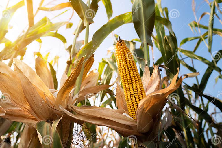 Ripe Corn on the Cob in a Field Stock Image - Image of grow, harvest ...