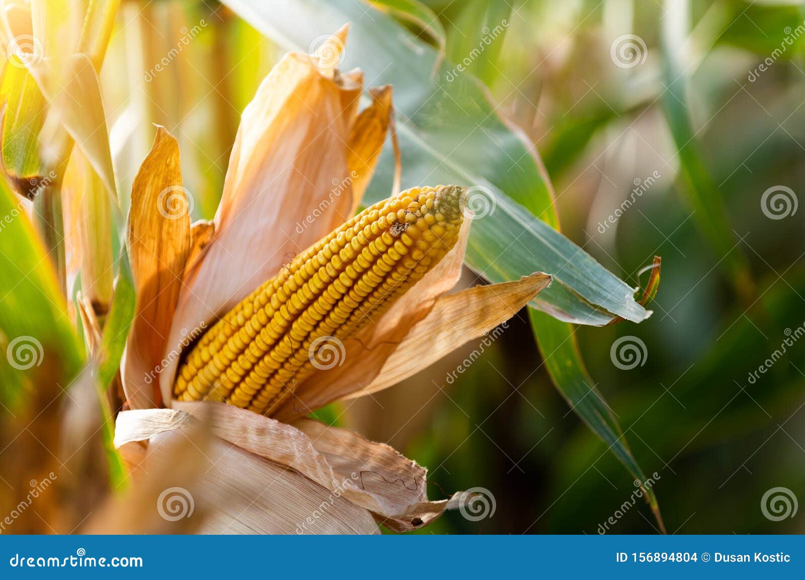 Ripe Corn on the Cob in a Field Stock Photo - Image of agricultural ...