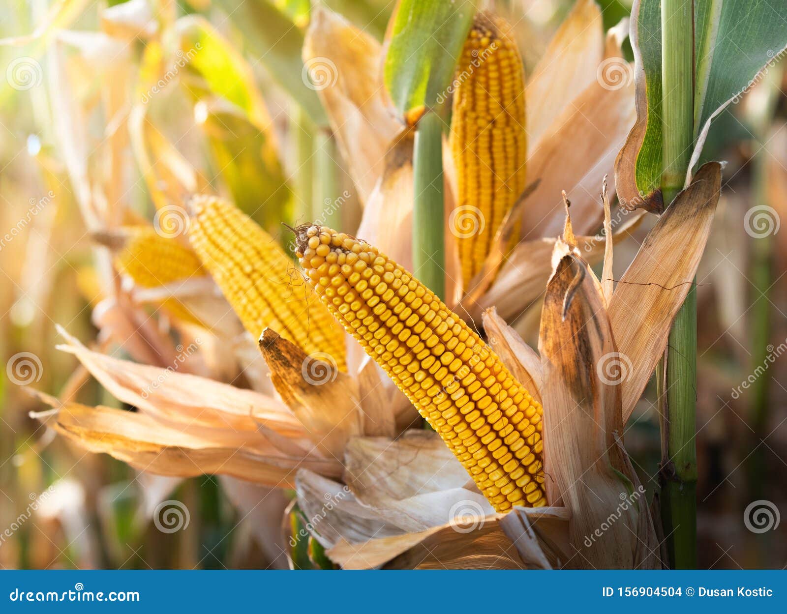 Ripe Corn on the Cob in a Field Stock Photo - Image of industrial ...