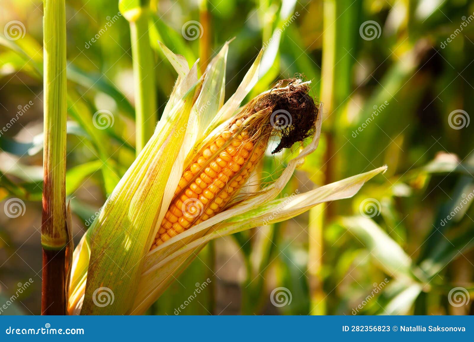 Ripe corn cob on a stalk. stock image. Image of drought - 282356823