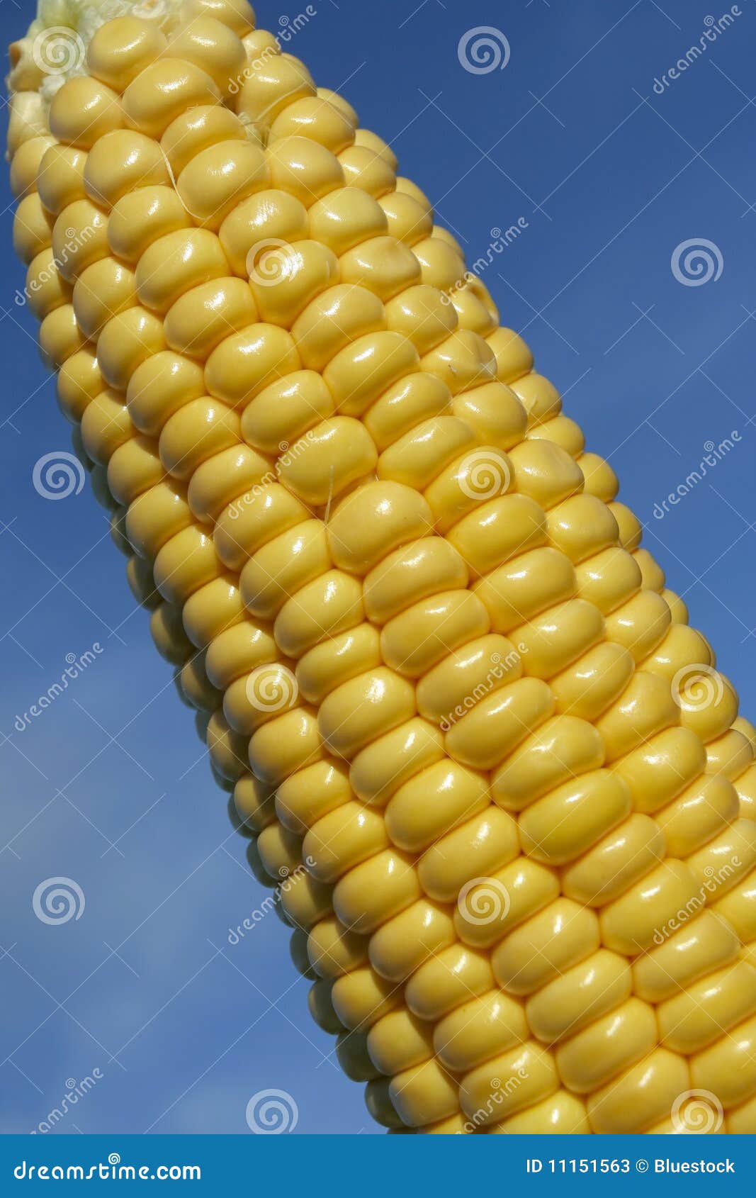 Ripe Corn Cob in Summertime Stock Image - Image of growing, fresh: 11151563