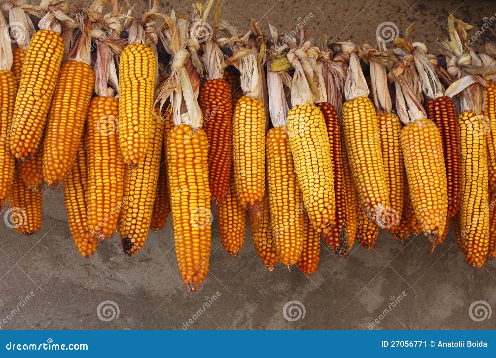 Ripe corn-cobs stock image. Image of flour, storage, economy - 27056771