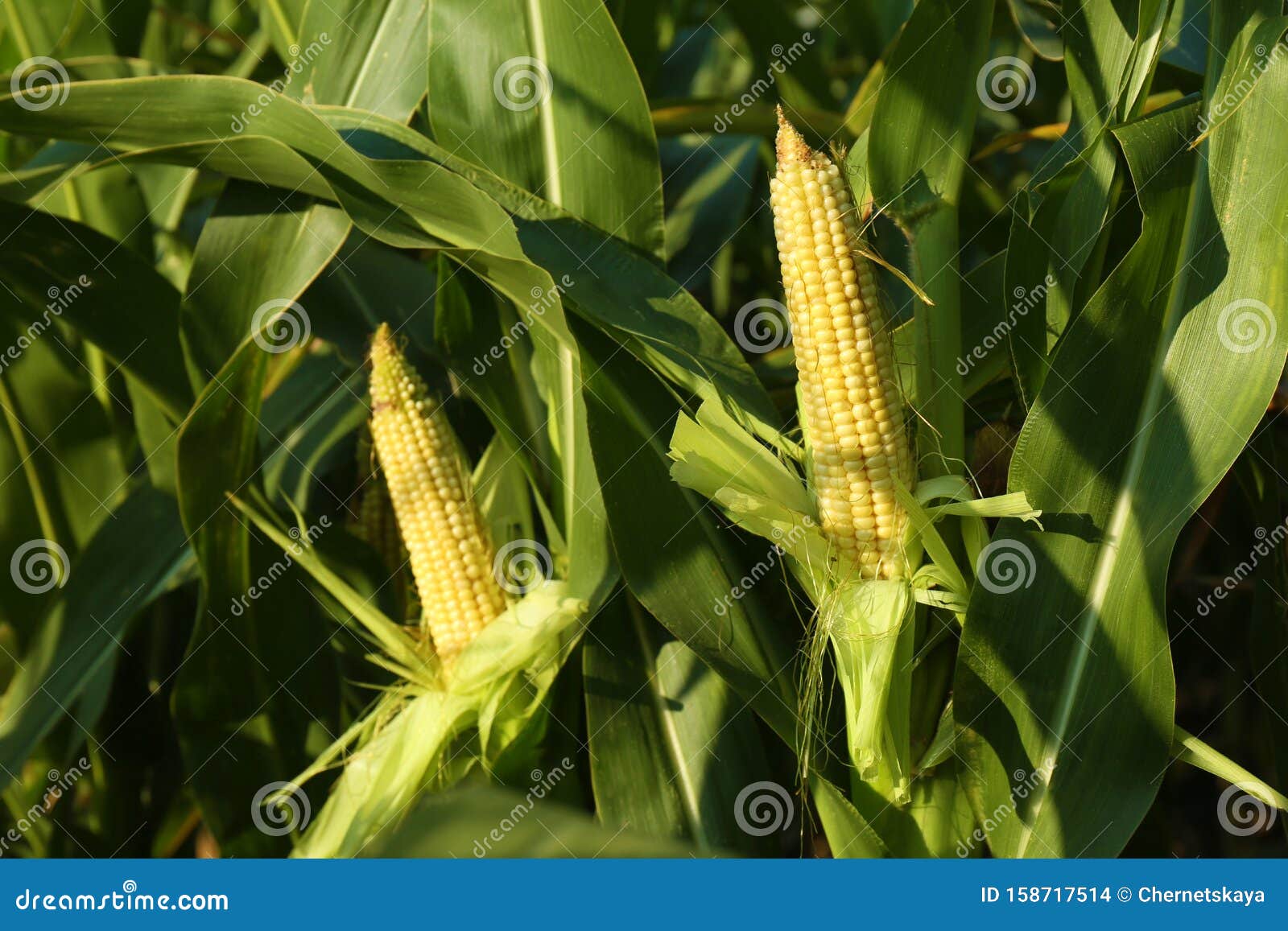 Ripe corn cobs in field stock photo. Image of agricultural - 158717514