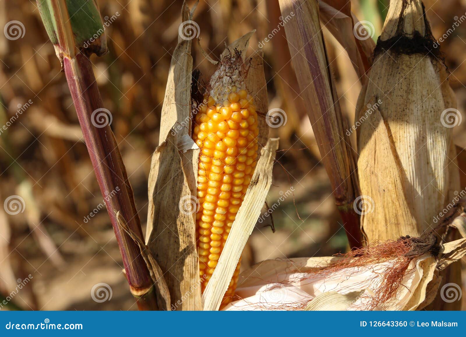Ripe Corn Cobs in the Field Stock Photo - Image of food, outdoor: 126643360