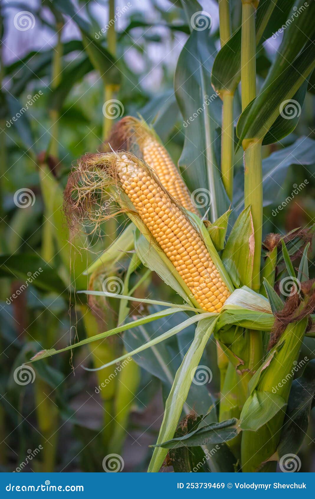 Ripe Corn Cobs on the Stalk Stock Image - Image of green, food: 253739469