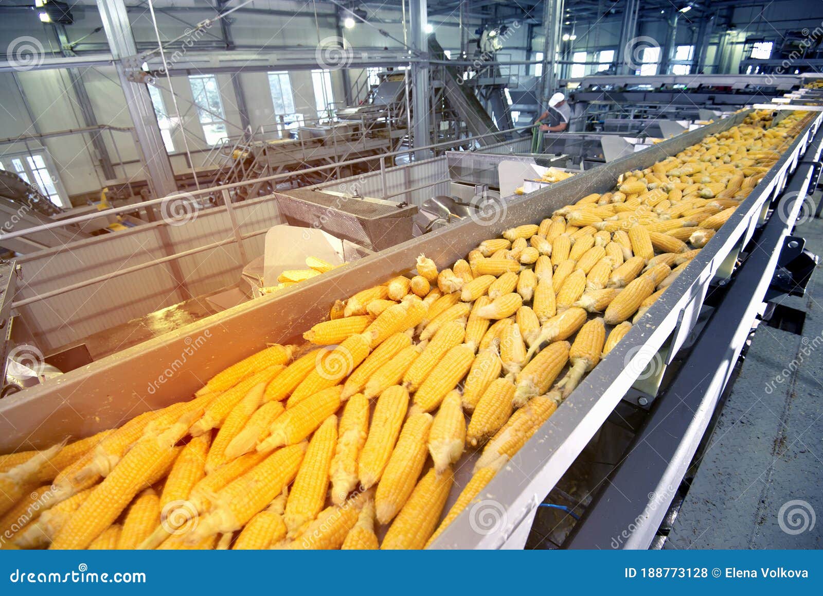 Ripe Corn Conveyor Processing Line Stock Photo - Image of industry ...