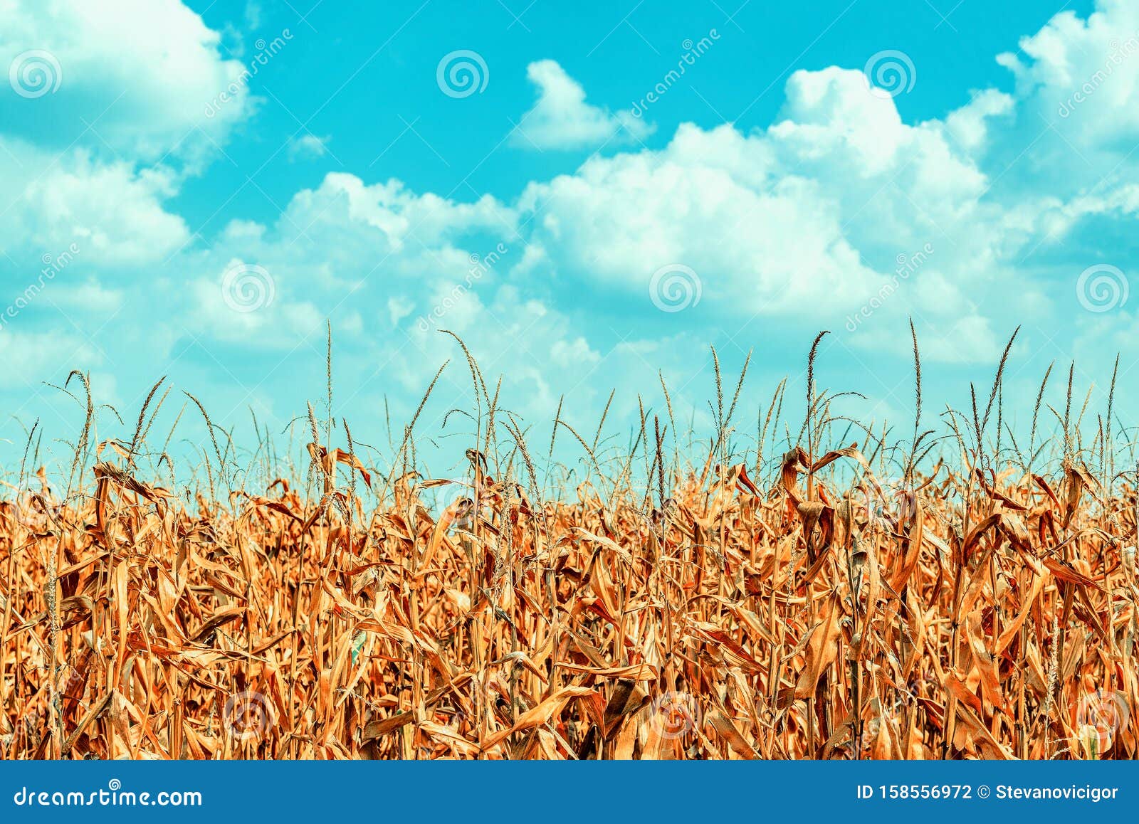 Ripe corn crop field stock photo. Image of scenic, ripe - 158556972