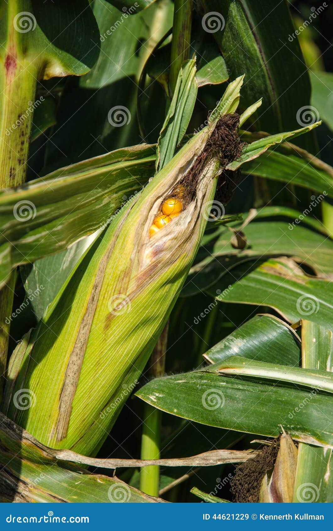 Almost ripe corn ear stock image. Image of vegetable - 44621229