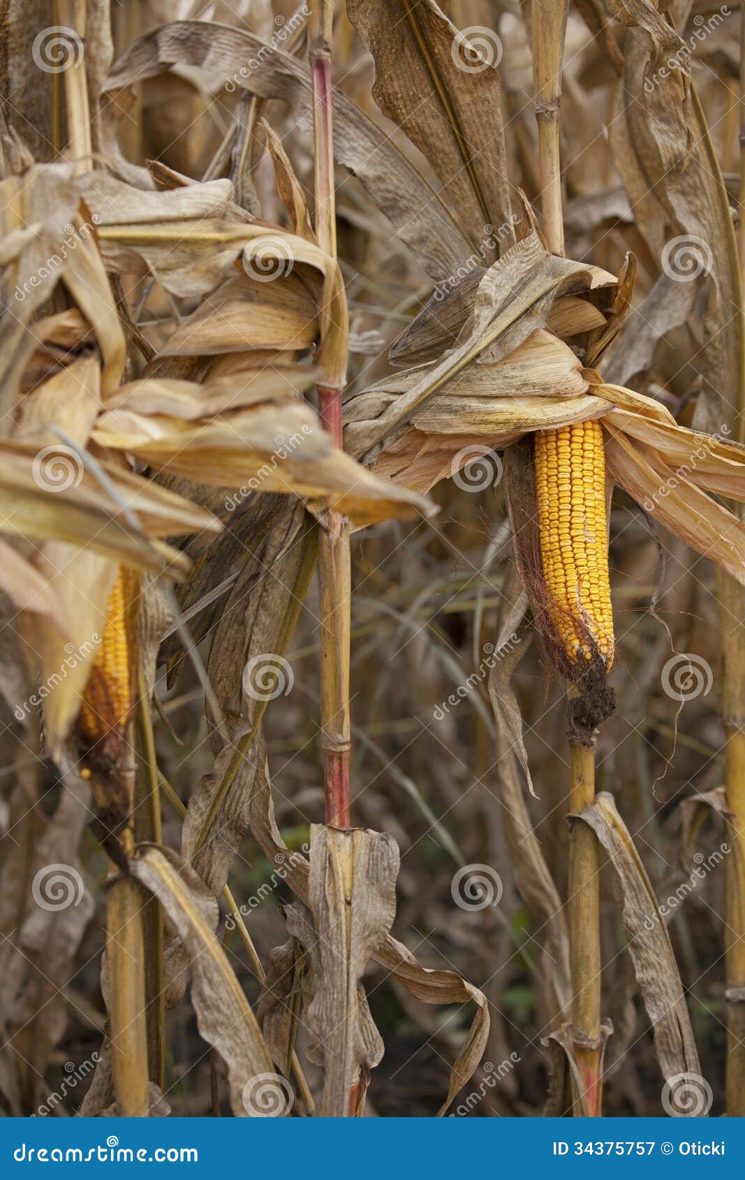 Ripe corn ears stock image. Image of agro, fresh, organic - 34375757