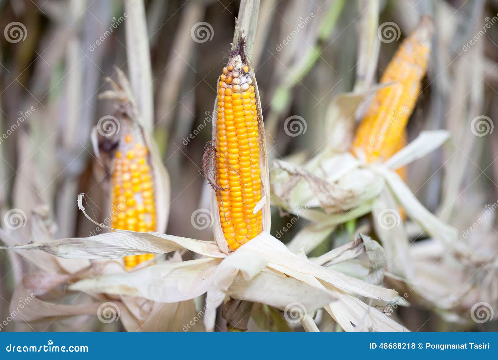 Ripe corn. stock photo. Image of crop, nature, husbandry - 48688218