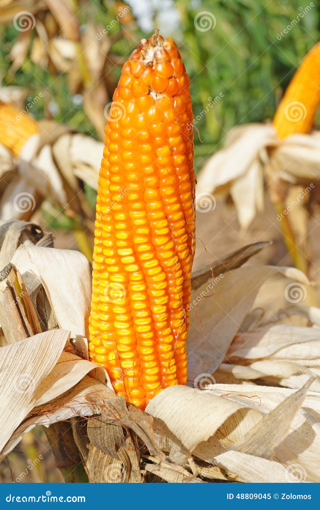 Ripe Corn stock image. Image of corn, healthy, crop, farming - 48809045