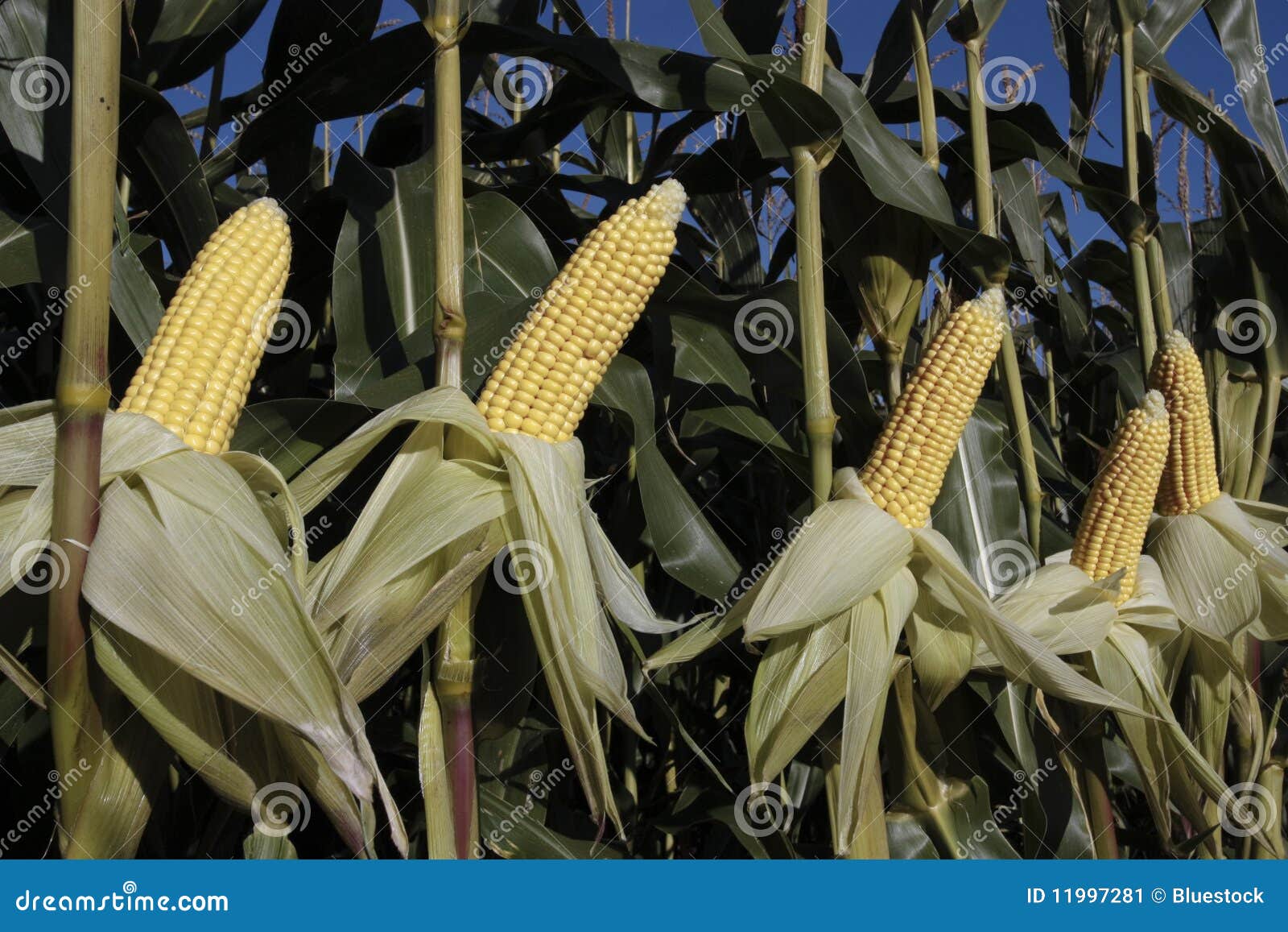 Ripe corn field stock image. Image of outdoor, vegetables - 11997281
