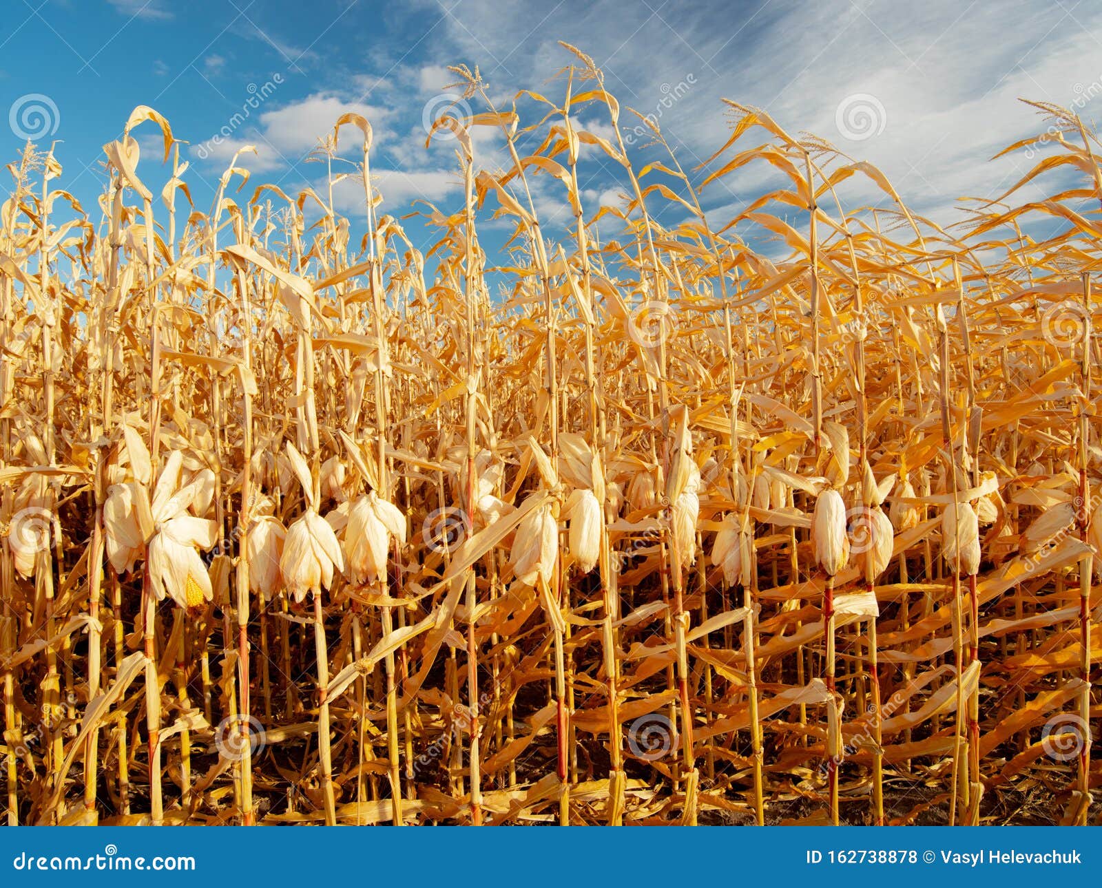 Ripe corn on the field stock photo. Image of health - 162738878