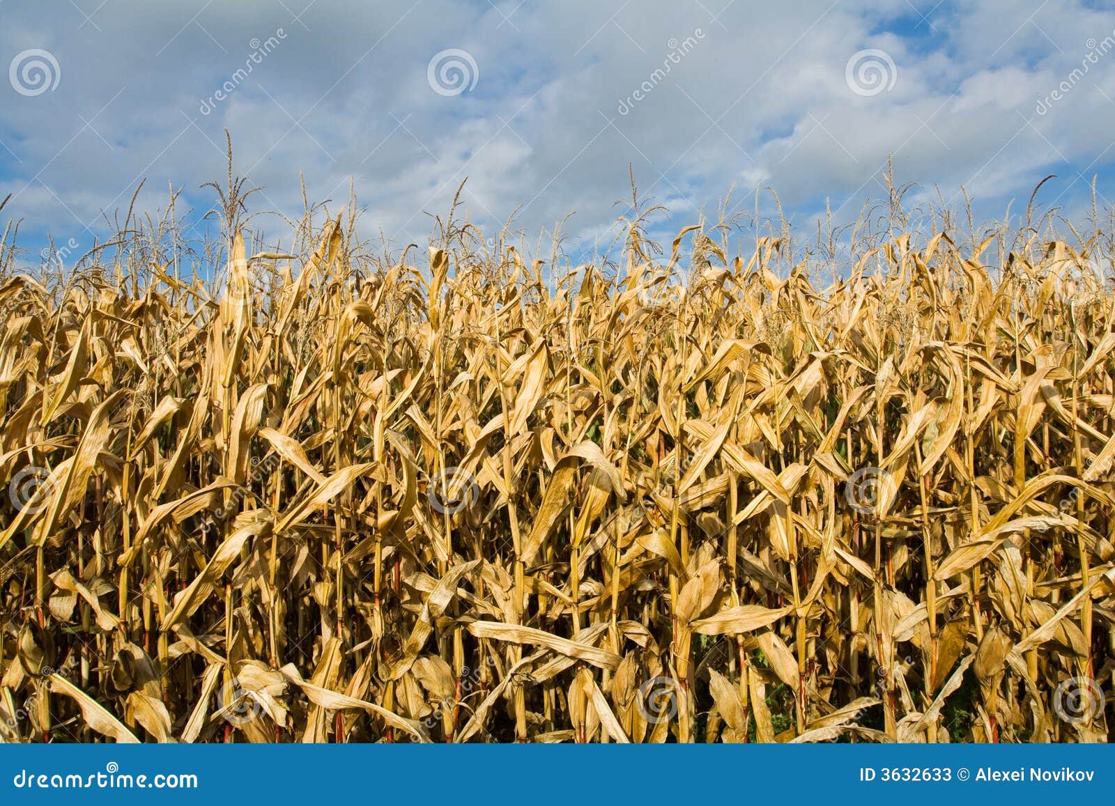 Ripe corn field stock image. Image of cereal, crop, environment - 3632633