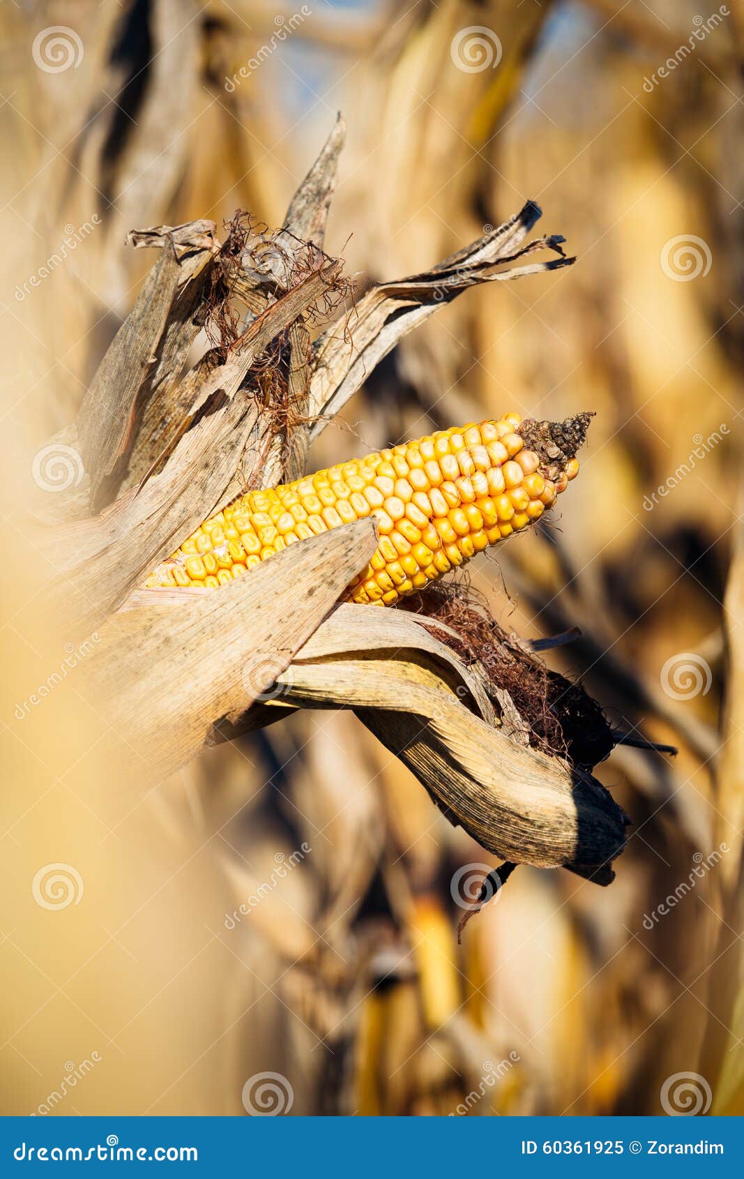 Ripe corn stock image. Image of hand, farming, season - 60361925