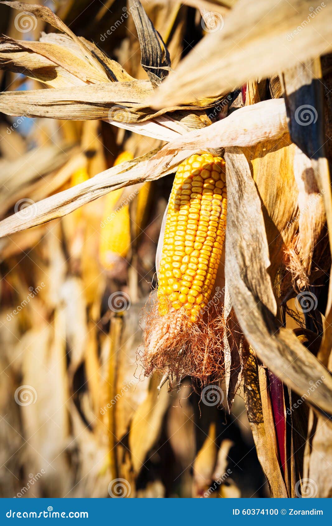 Ripe corn stock photo. Image of harvested, rural, maize - 60374100