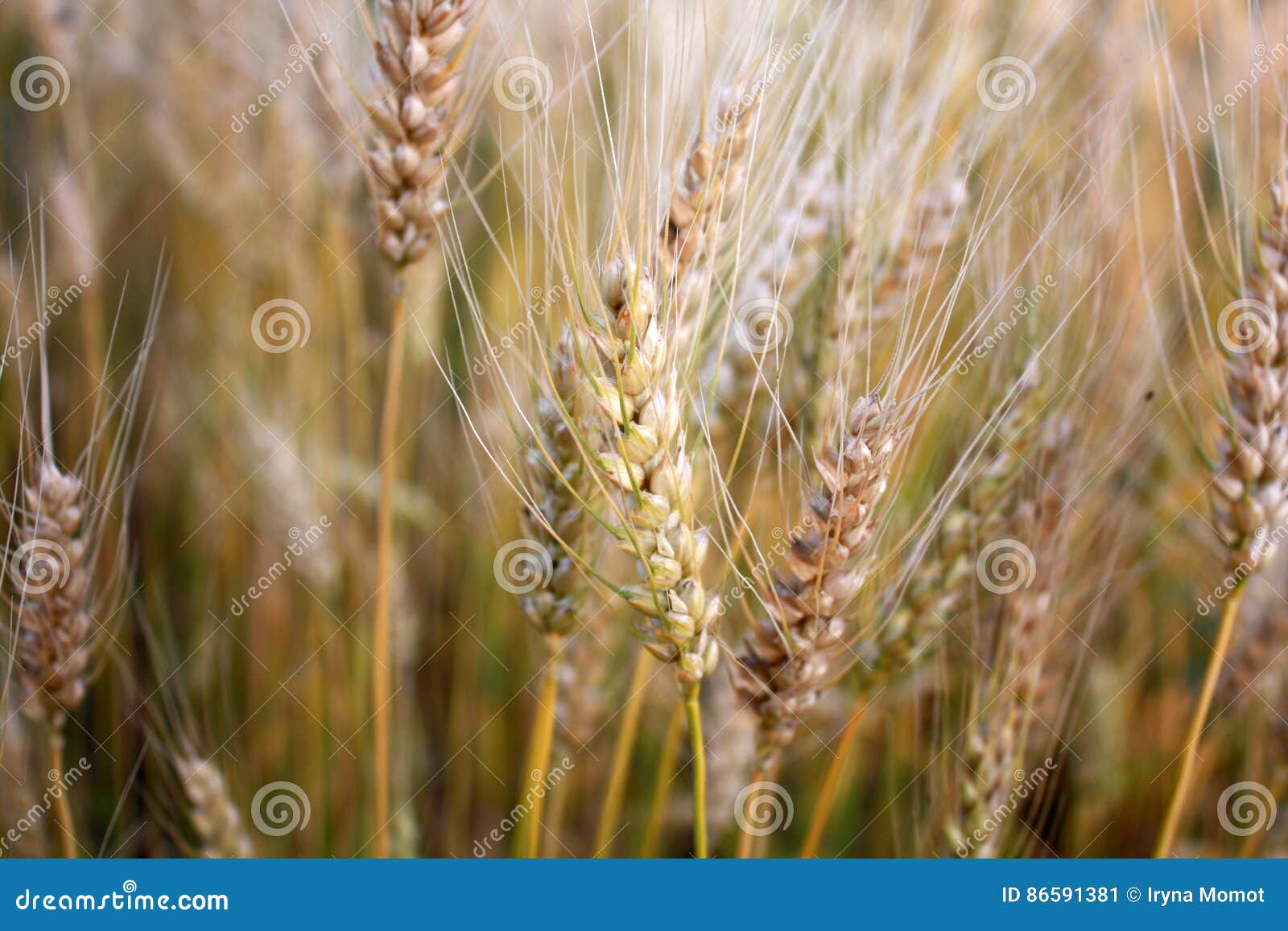 Ripe corn stock image. Image of plant, grain, golden - 86591381