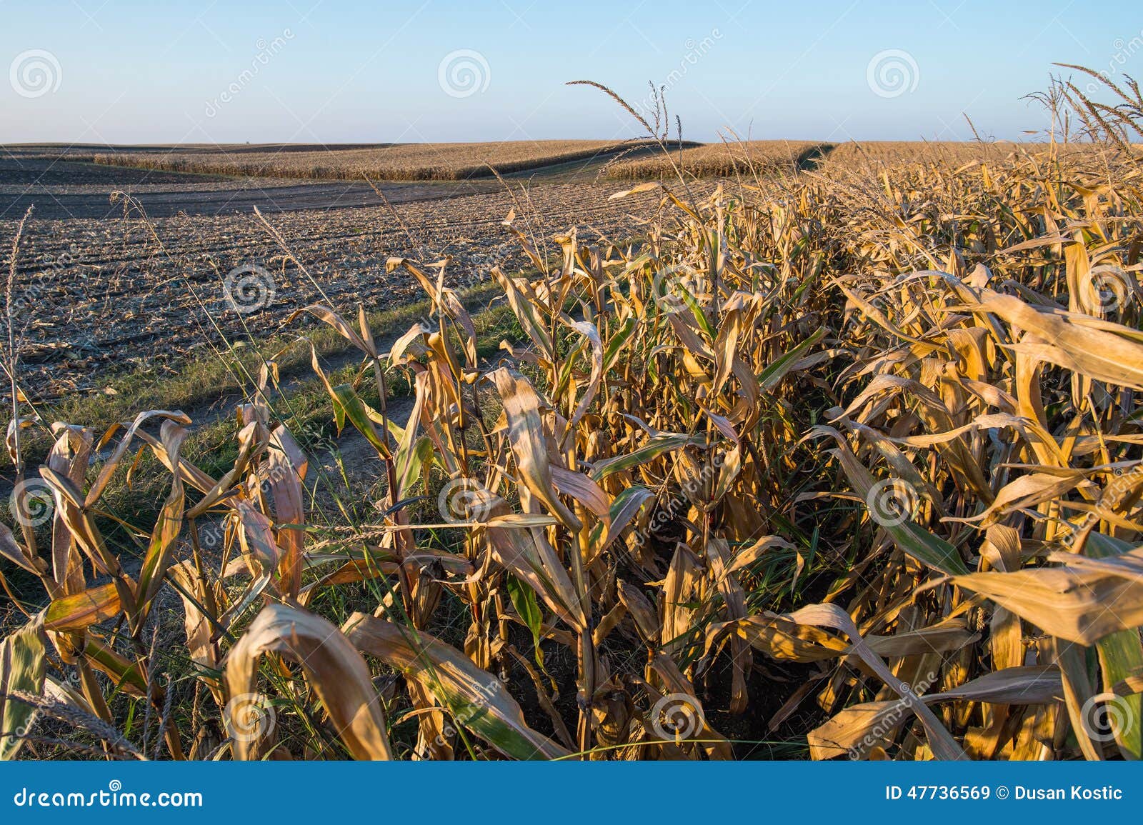 Ripe corn field stock image. Image of farmer, cultivation - 47736569
