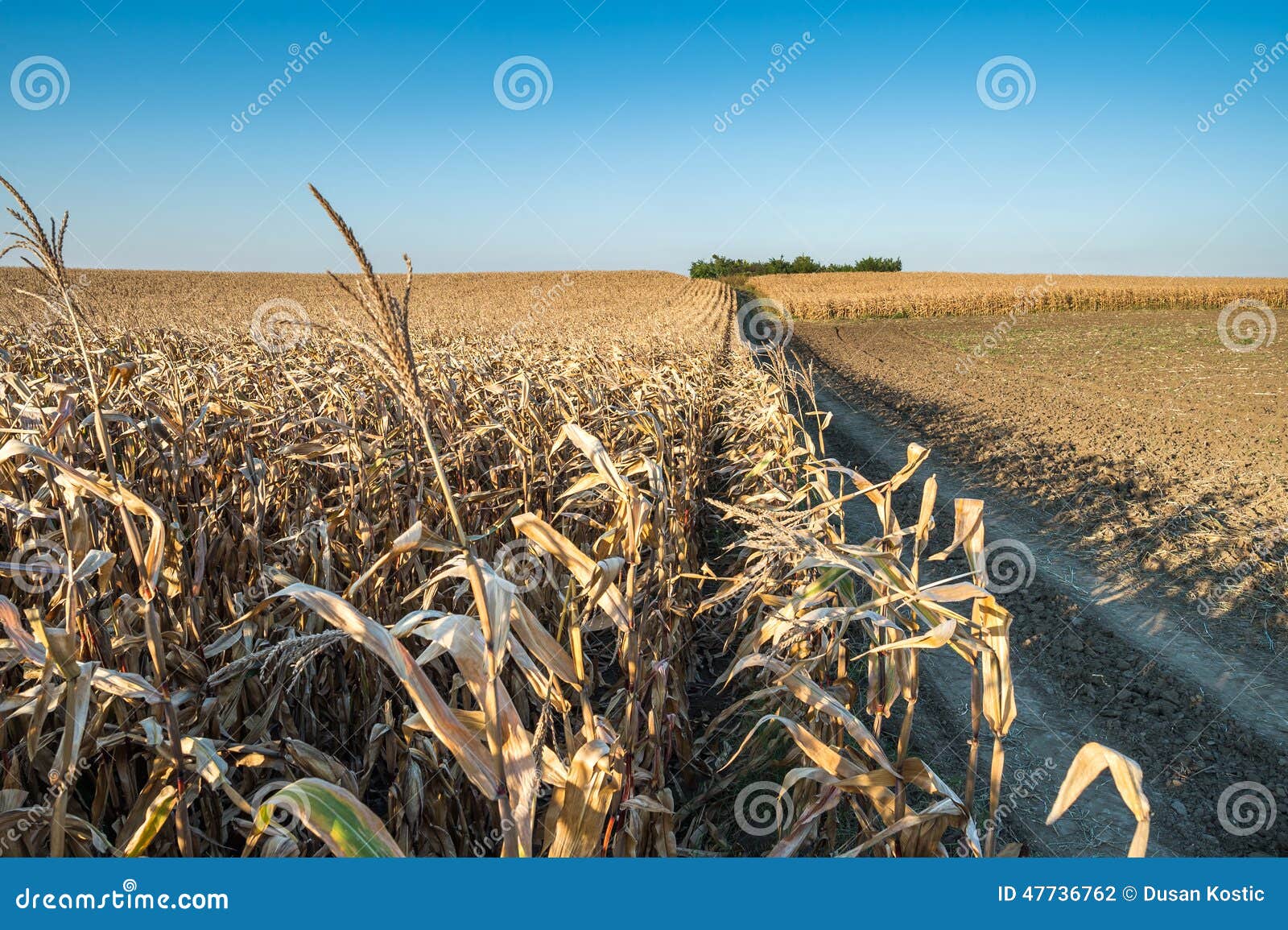 Ripe corn field stock photo. Image of growth, field, natural - 47736762