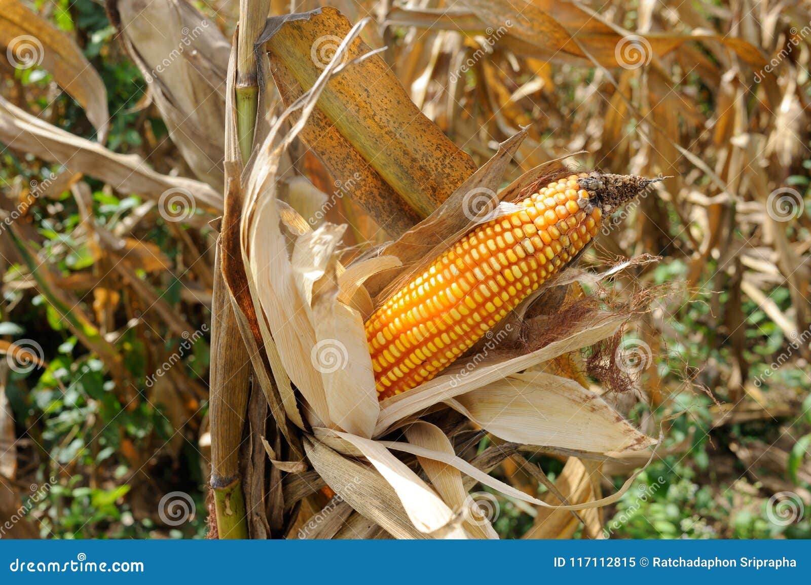 Dried Corn , Got a Problem with Downy Mildew Stock Image - Image of ...