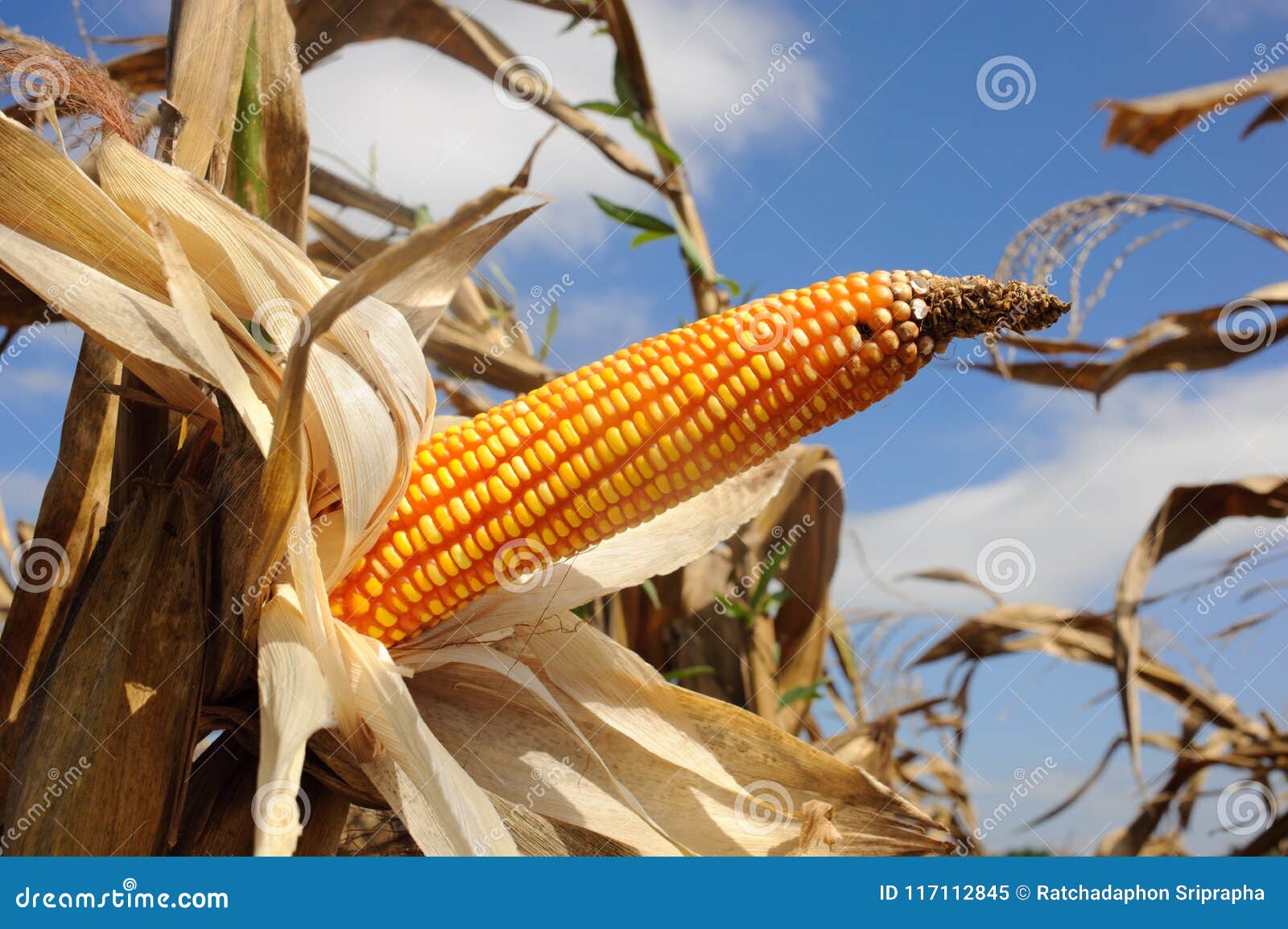 Dried Corn , Got a Problem with Downy Mildew Stock Image - Image of ...