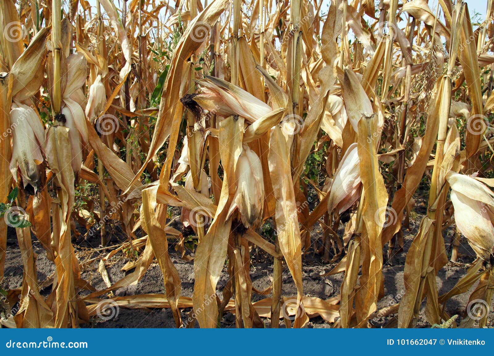 Ripe corn on the field stock image. Image of organic - 101662047