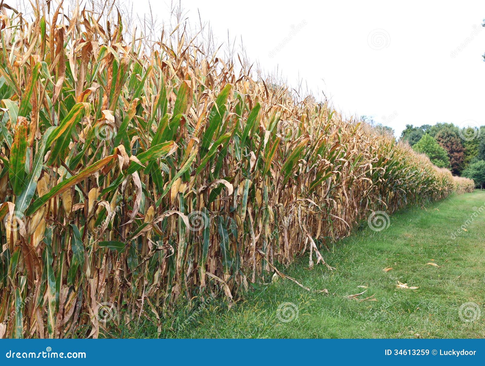 Cornfield stock image. Image of farming, leaves, agricultural - 34613259