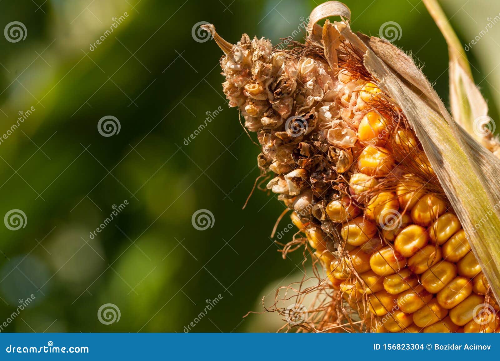 Ripe Corn in the Field.Nature Stock Photo - Image of industry, nonurban ...