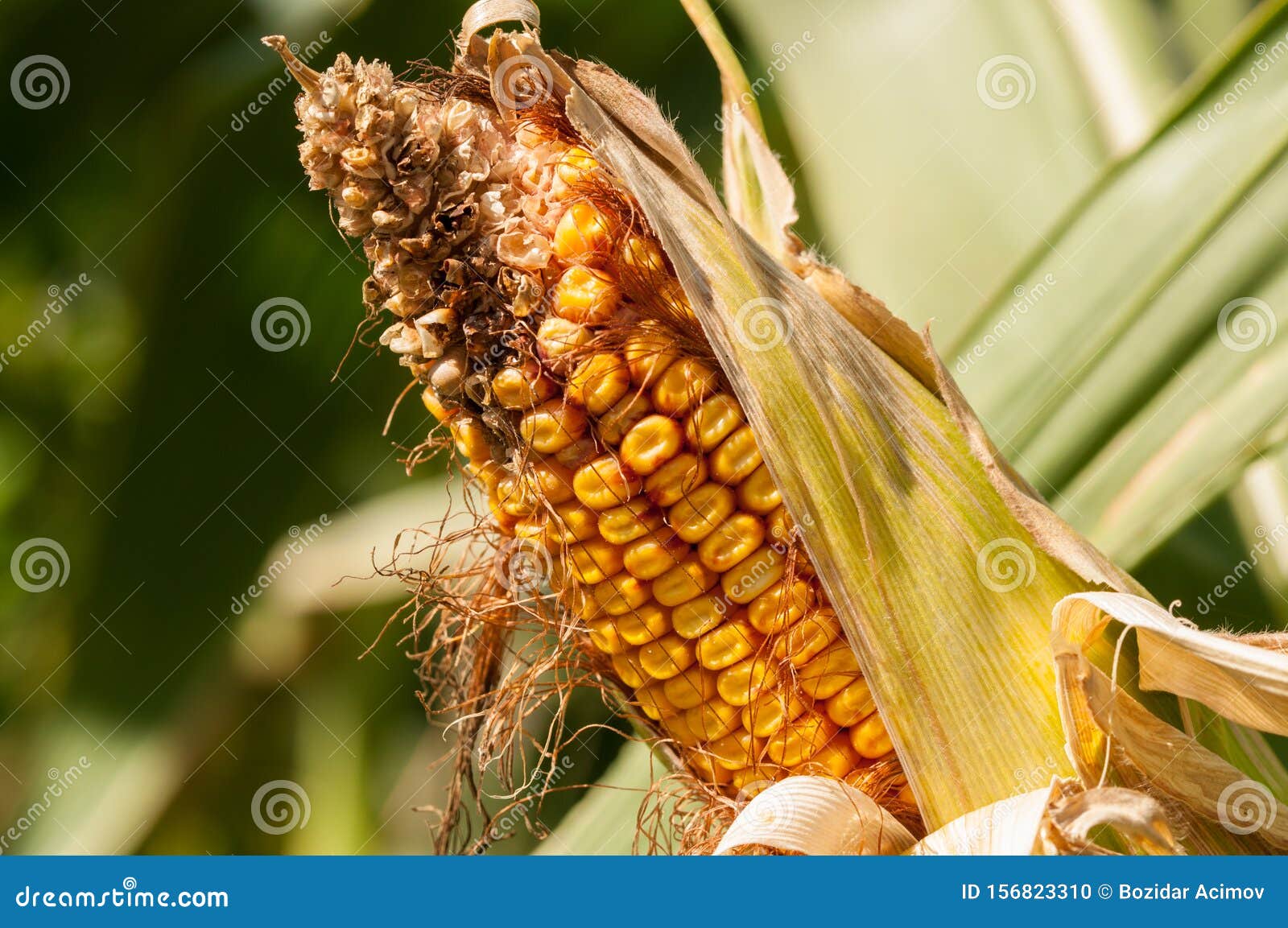 Ripe Corn in the Field.Nature Stock Photo - Image of crop, fuel: 156823310