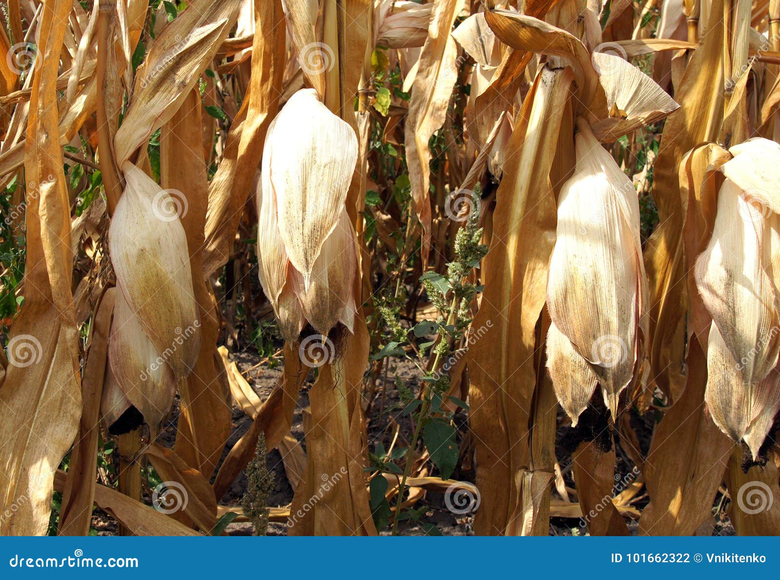 Ripe corn on the field stock photo. Image of rural, agriculture - 101662322