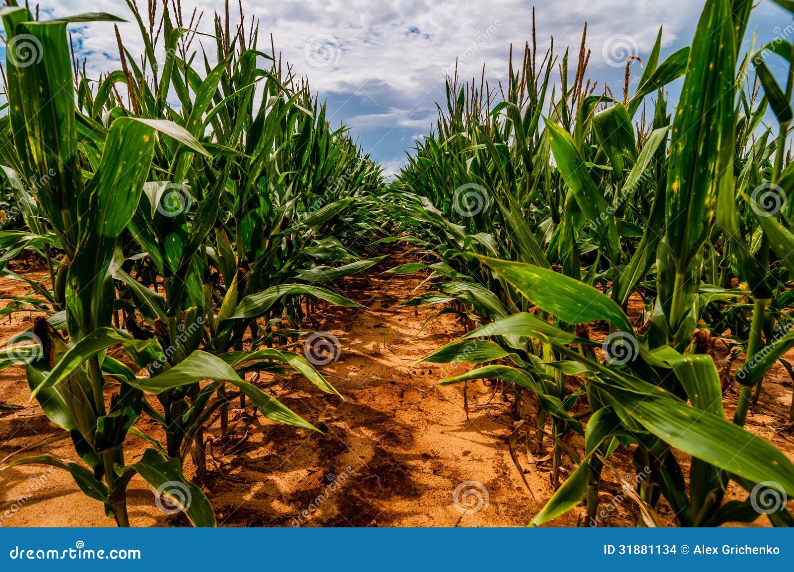 Ripe corn field stock photo. Image of summer, corn, sunny - 31881134