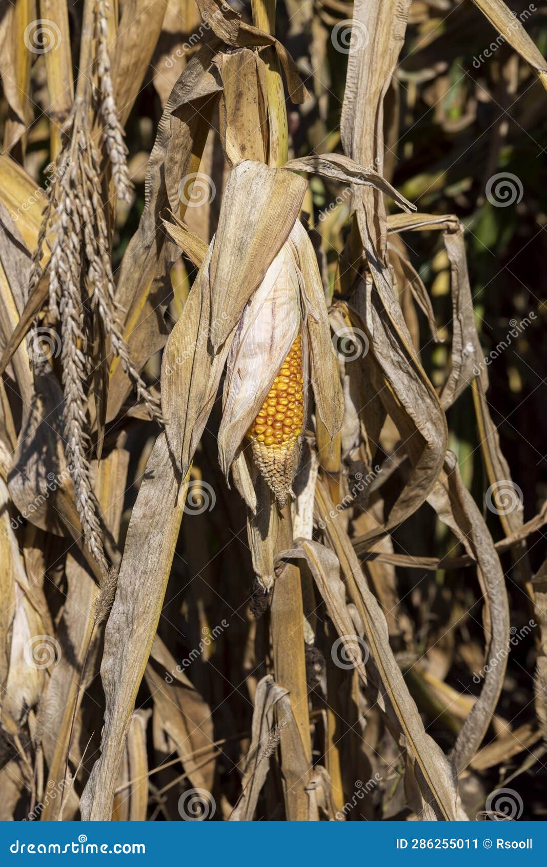 Ripe Corn in the Field in the Summer Stock Image - Image of yellow ...
