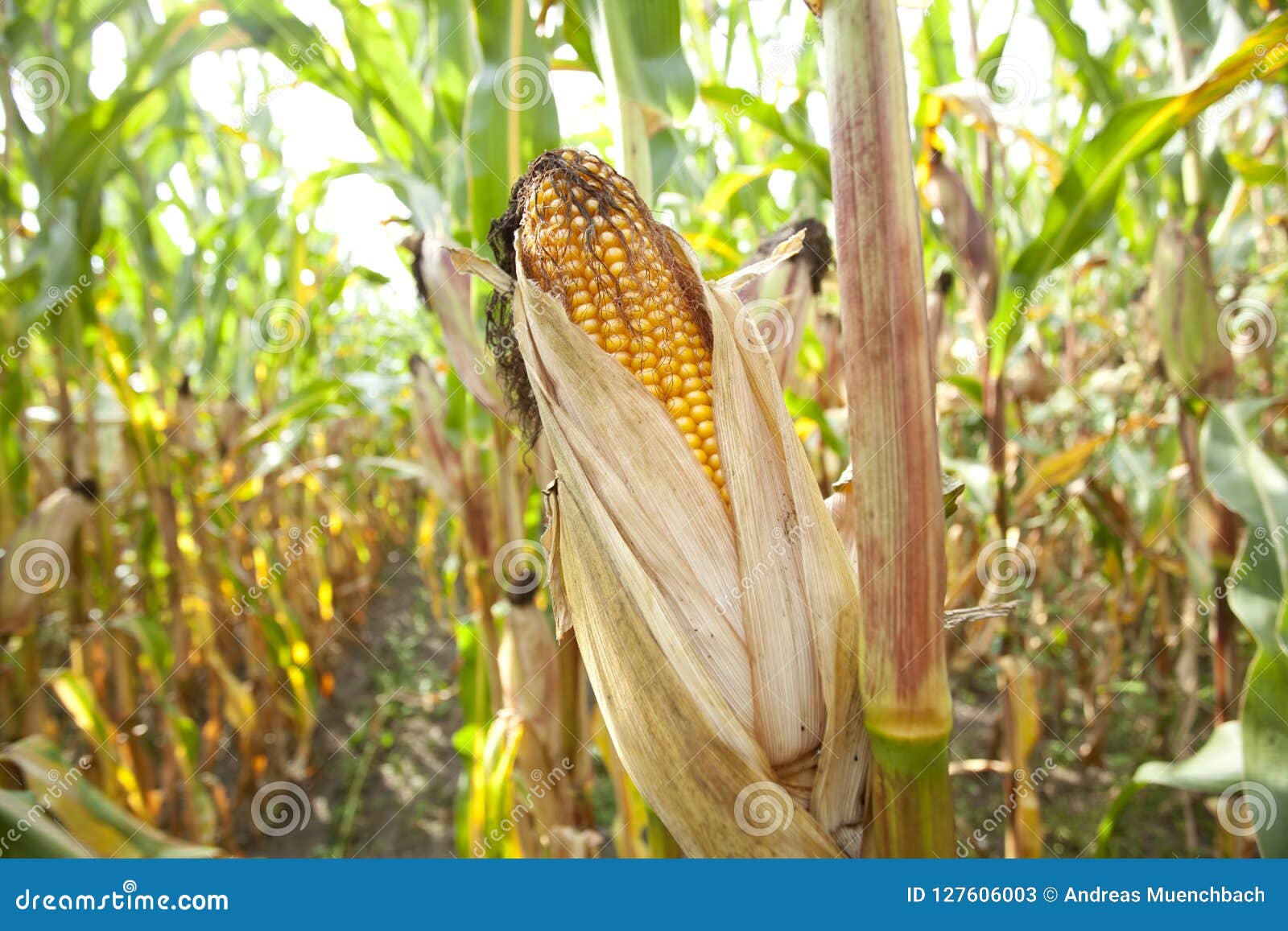 Ripe Corn in the Field on a Sunny Day Stock Image - Image of green ...