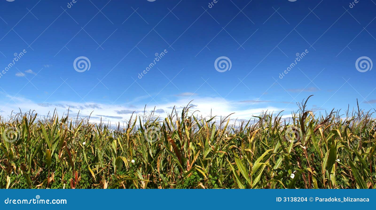 Ripe corn field under sky stock photo. Image of landscape - 3138204