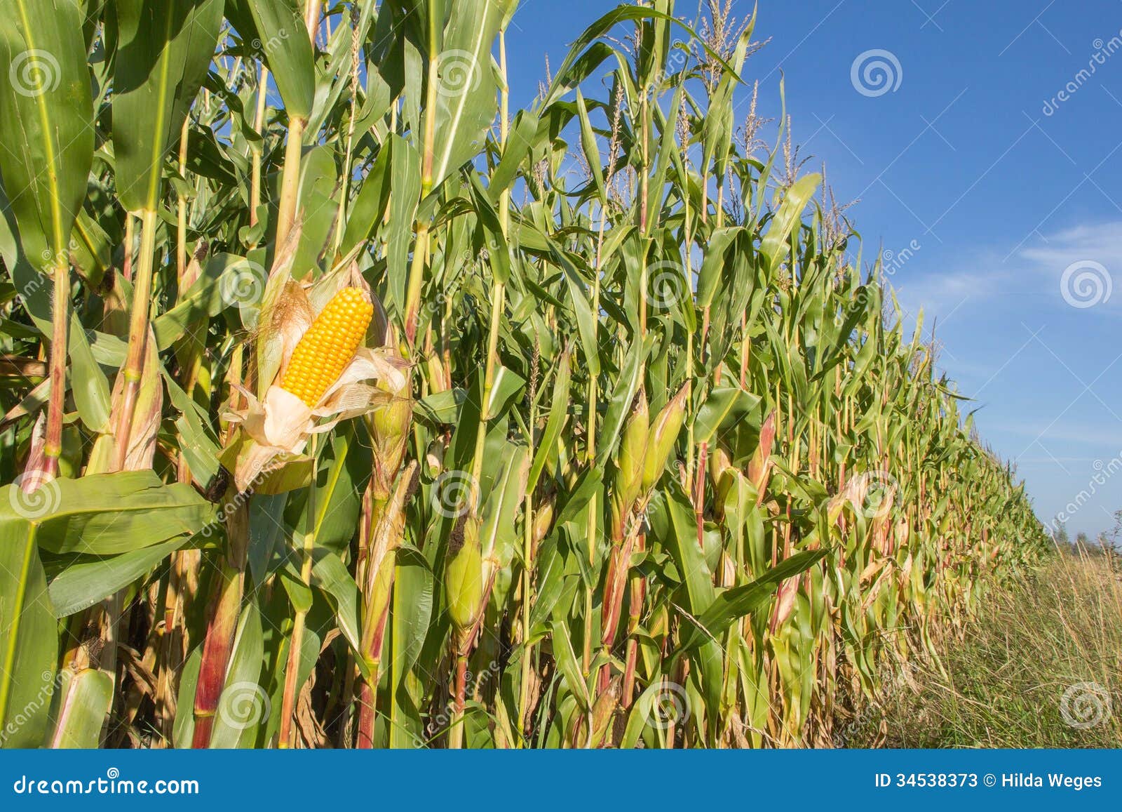 Ripe corn on a field stock image. Image of agronomy, health - 34538373