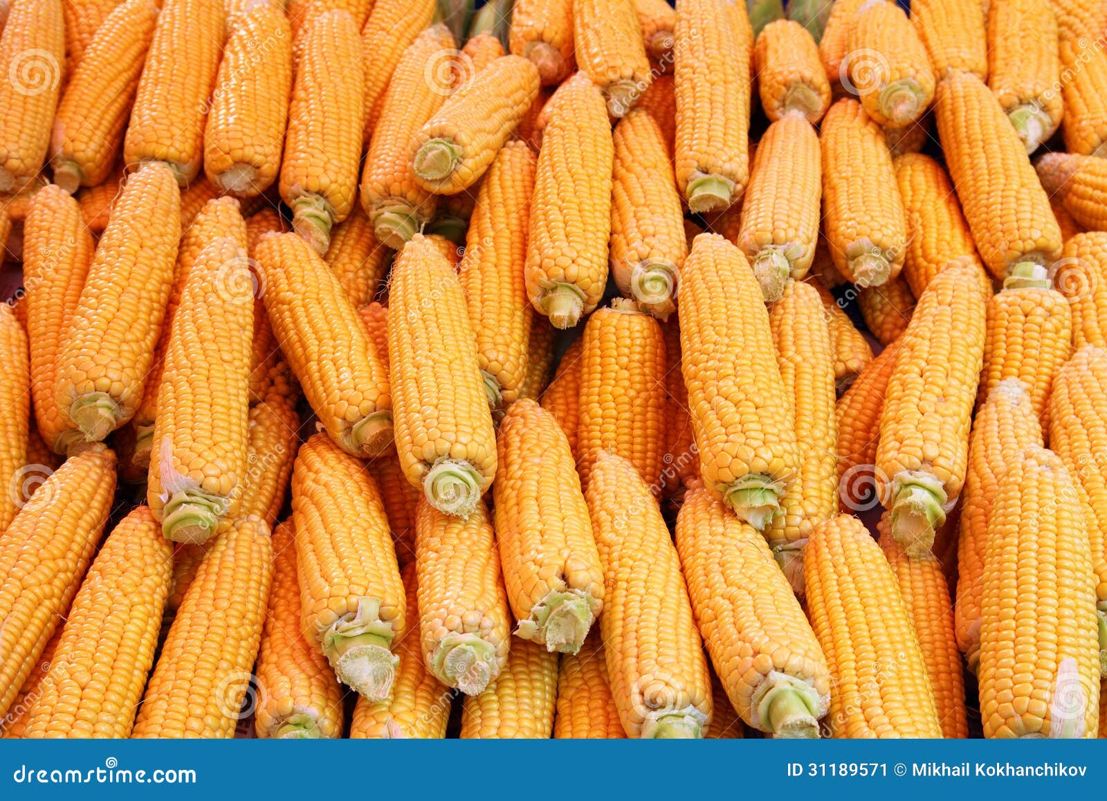 Ripe Corn - Food Background Stock Image - Image of ripe, market: 31189571