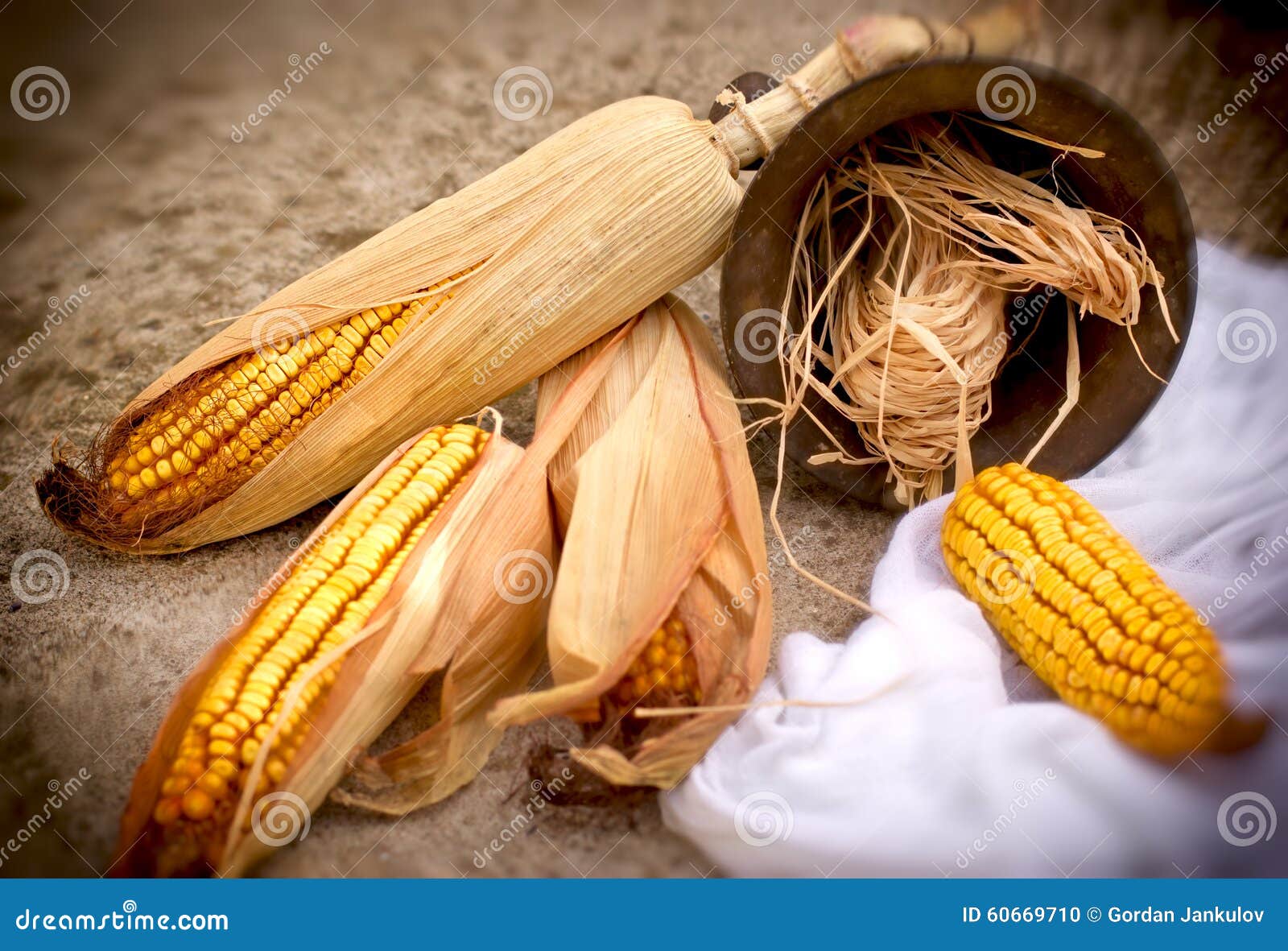 Ripe corn - golden corn stock photo. Image of nutrition - 60669710