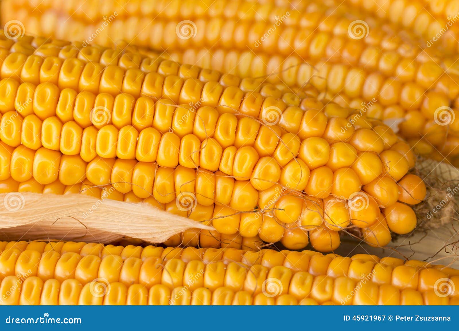 Ripe corn stock image. Image of agriculture, animals - 45921967